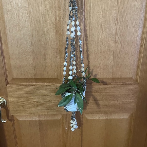 seashall plant hanger | Accents | Sea Shell Cowrie Shell Plant Hanger ...